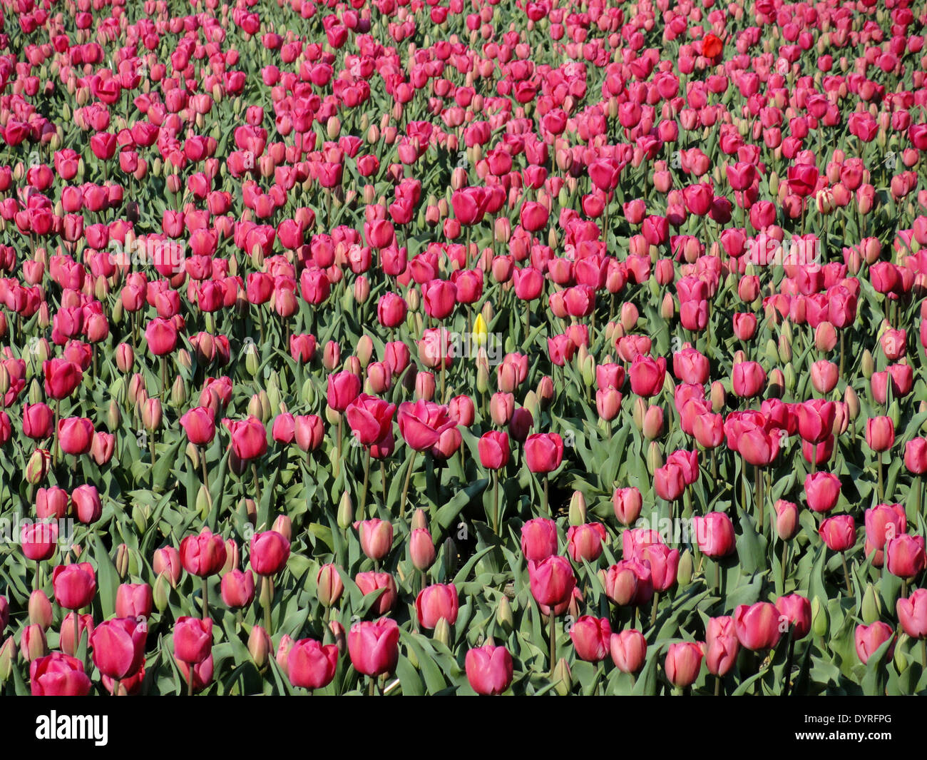 The tulip fields in Holland are a famous sight, especially during the ...
