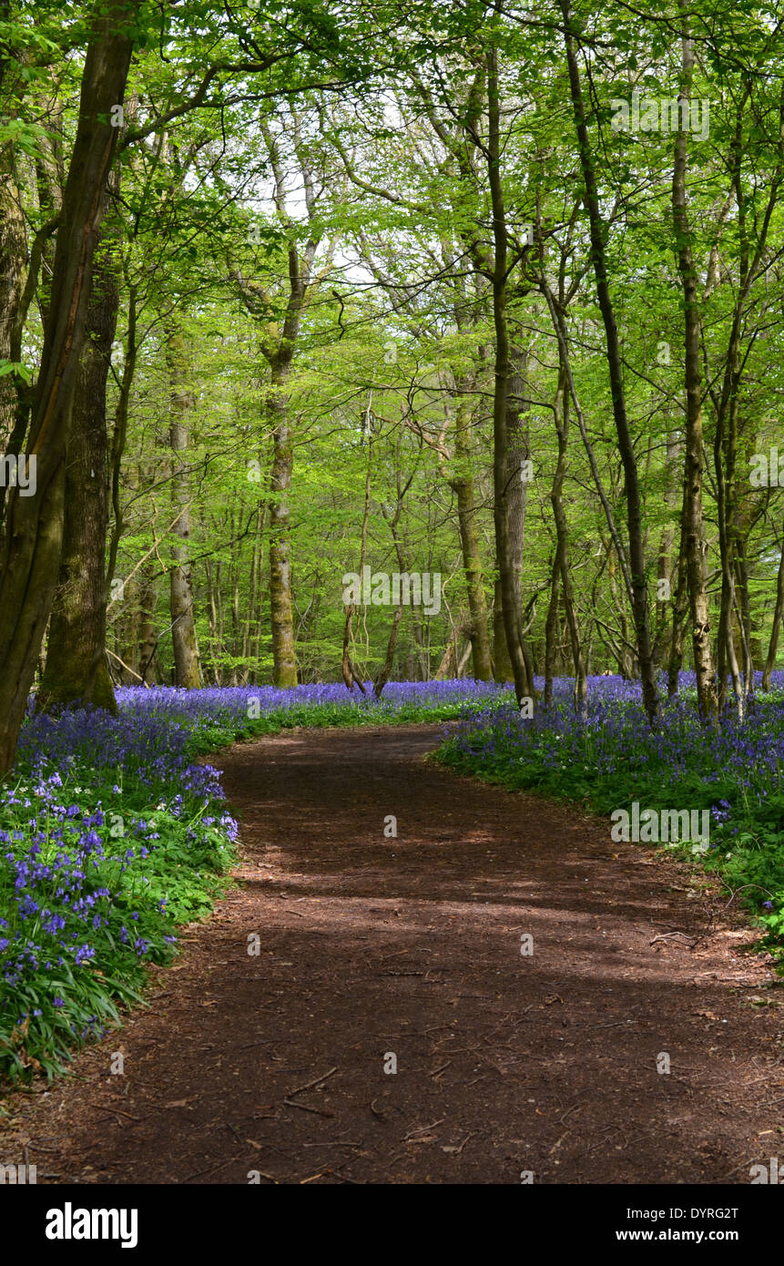 Woodland path through a bluebell wood in England Stock Photo - Alamy