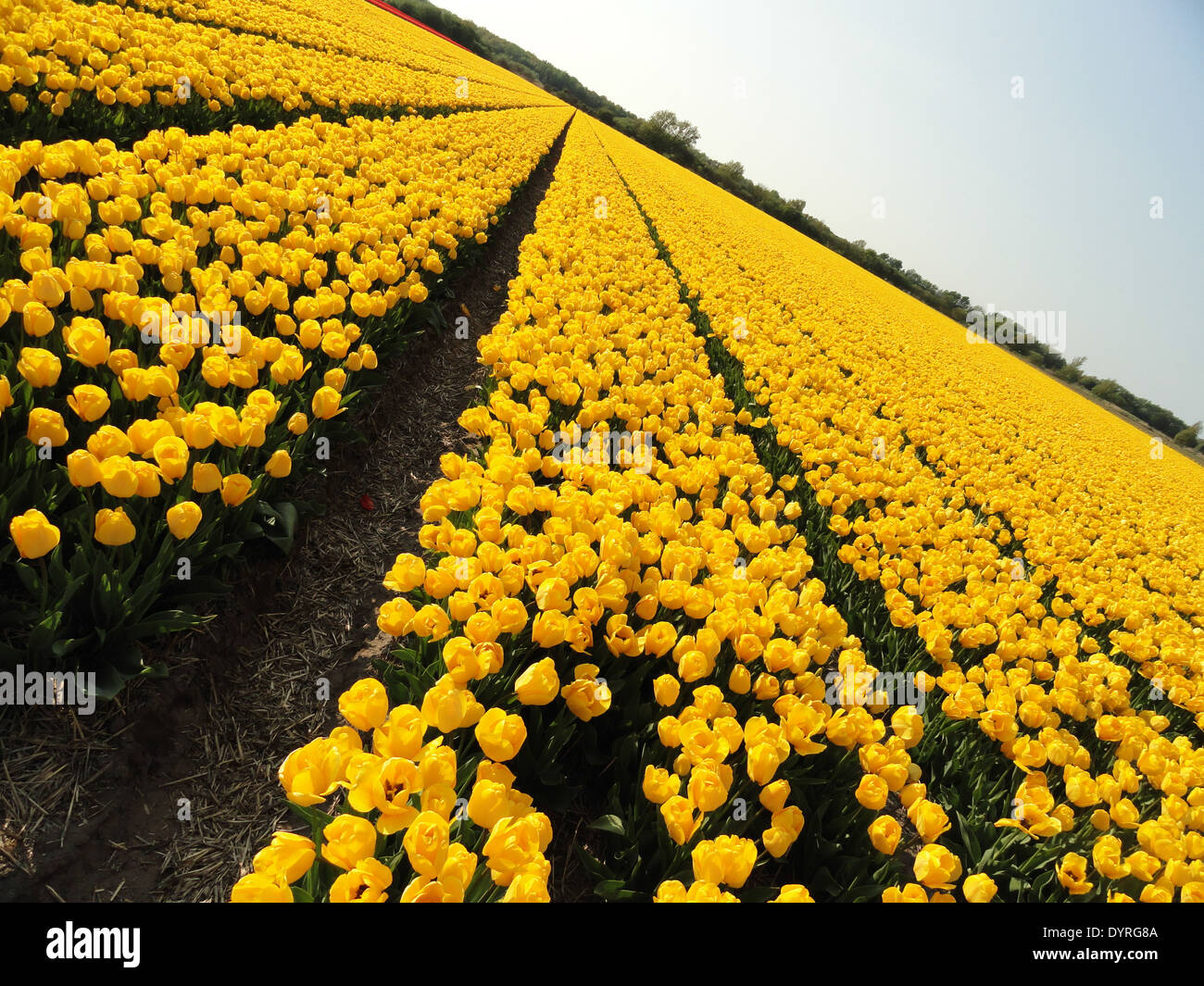 The tulip fields in Holland are an iconic symbol of Dutch agriculture ...