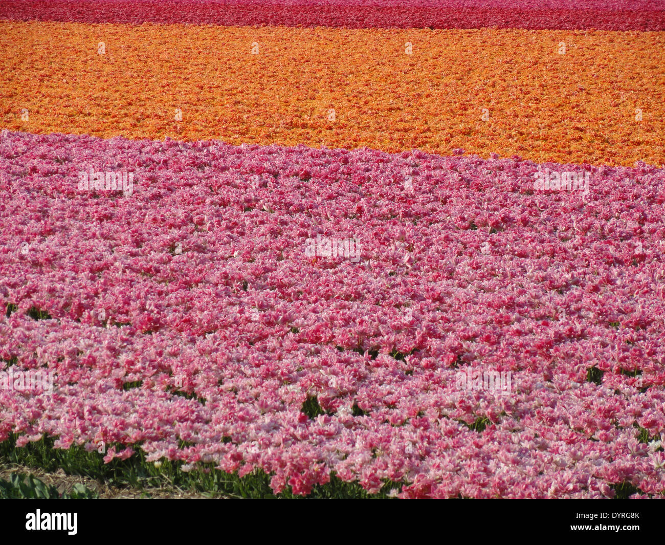 The tulip fields in Holland are iconic symbols of Dutch agriculture and ...