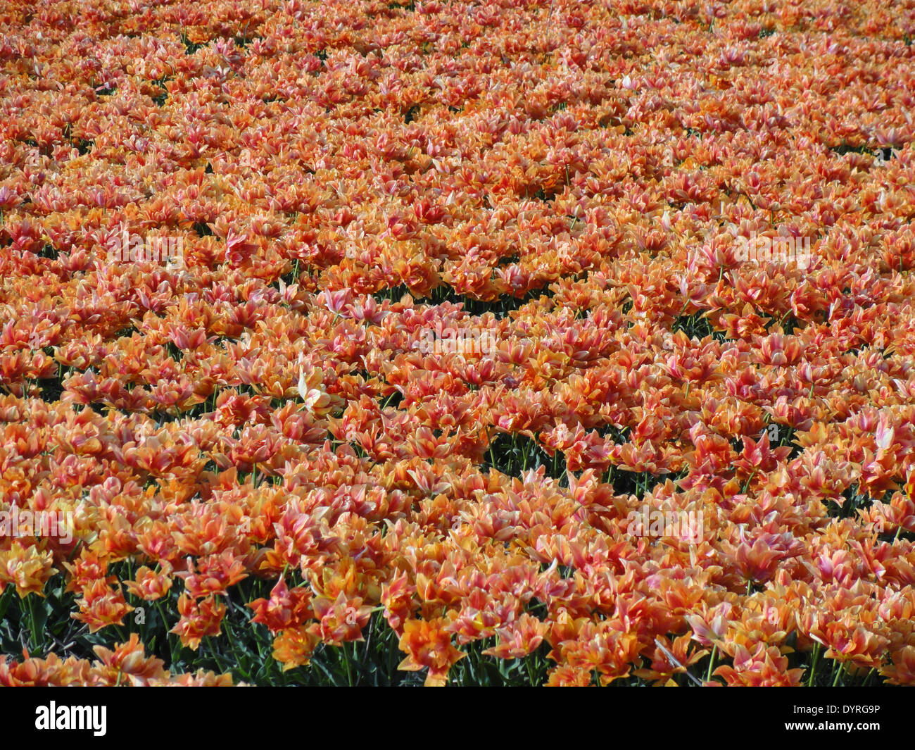 The tulip fields of Holland are a famous springtime sight, attracting ...