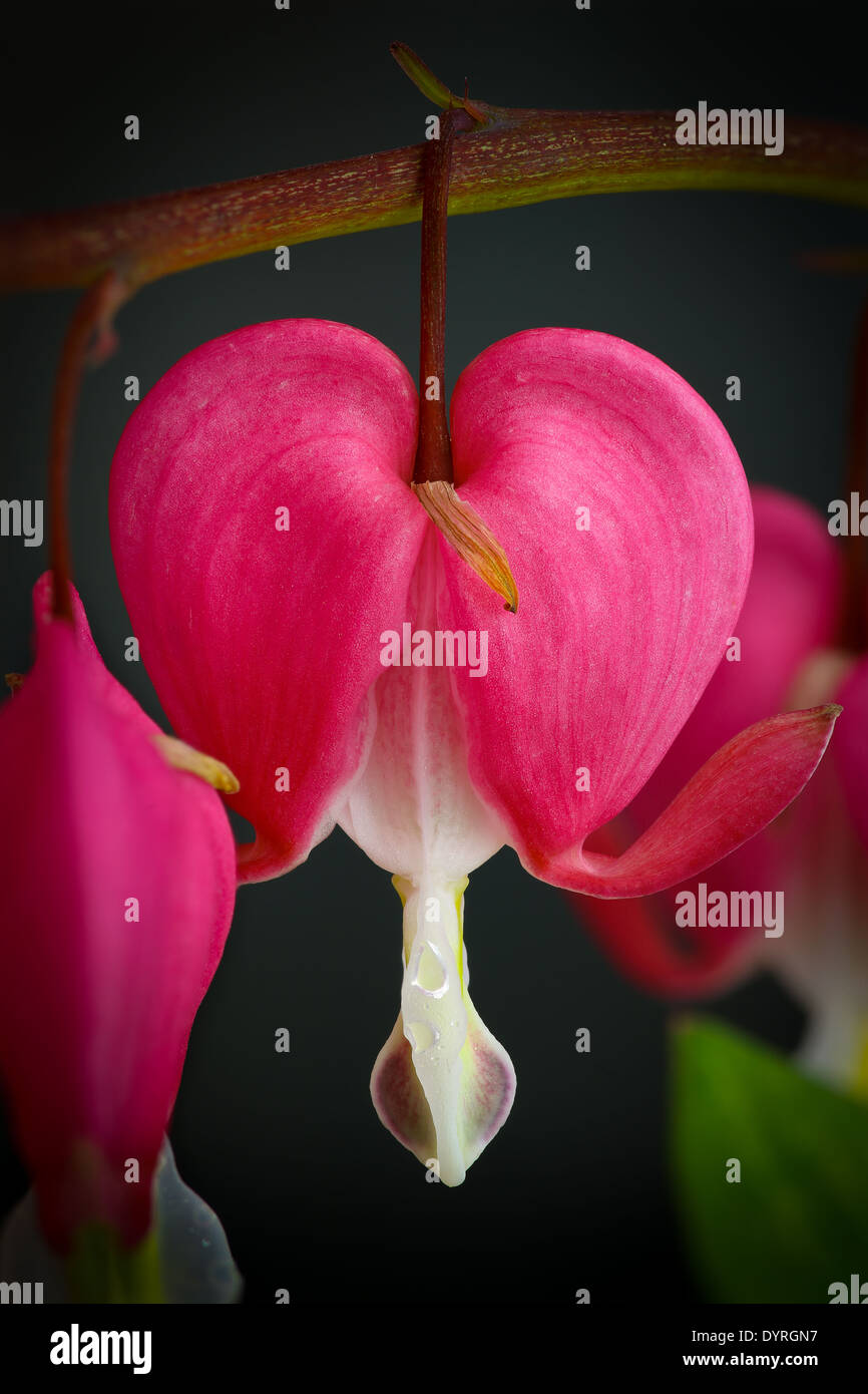 Bleeding heart flowers (Dicentra Spectabils) lyre flower love heart on ...