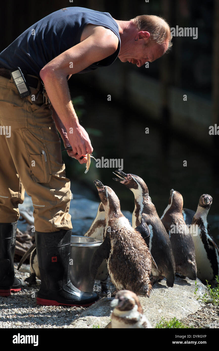 A keeper feeding humboldt penguins in the hellabrunn zoo hi-res stock ...