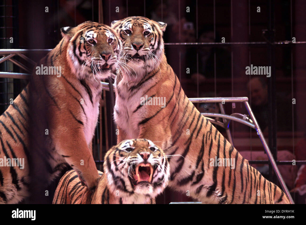 Circus Tigers