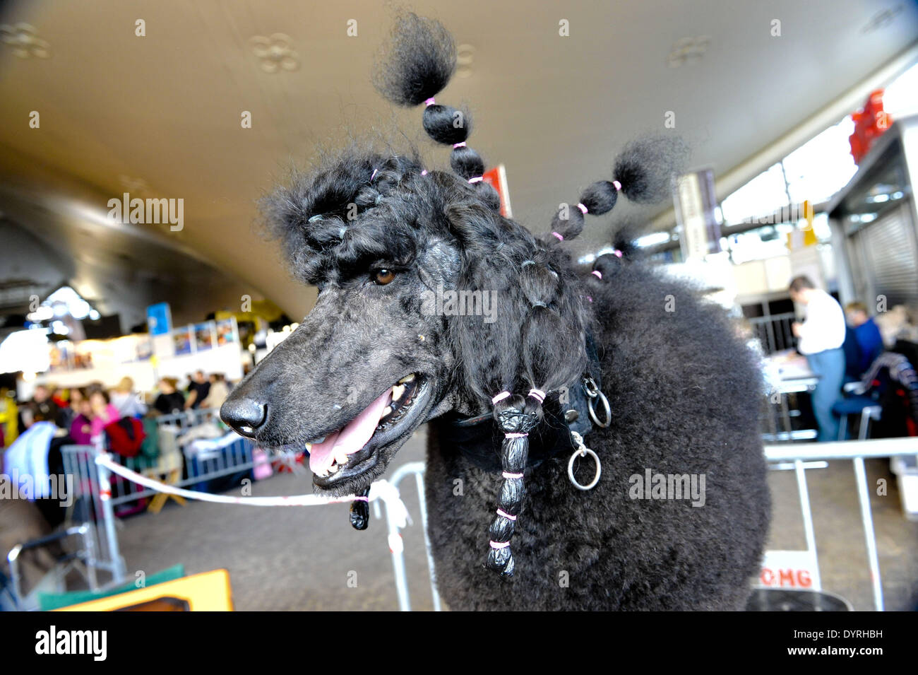 Unusual dogs in dog show hi-res stock photography and images - Alamy