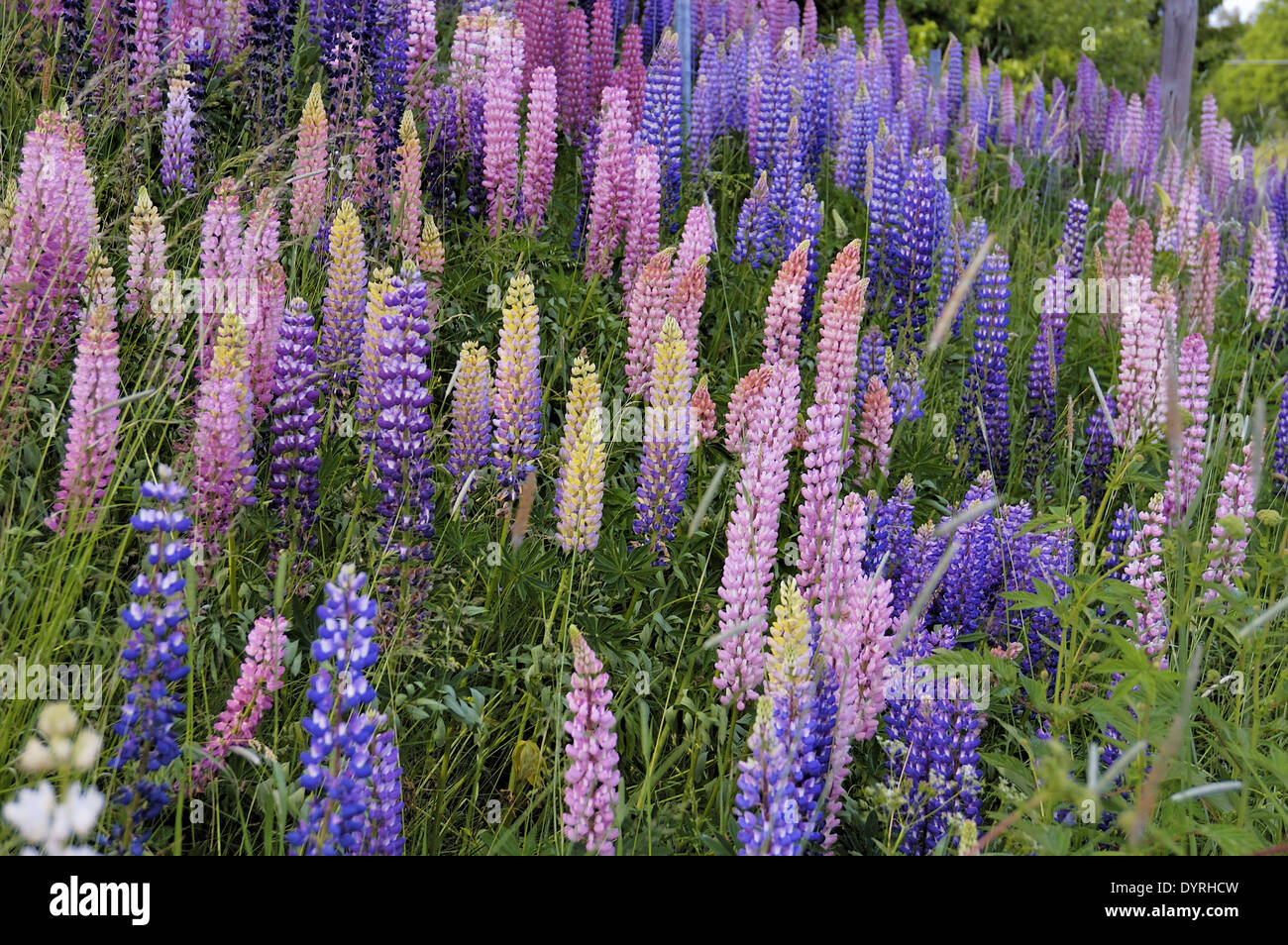 Lupinus polyphyllus garden lupin hi-res stock photography and images ...