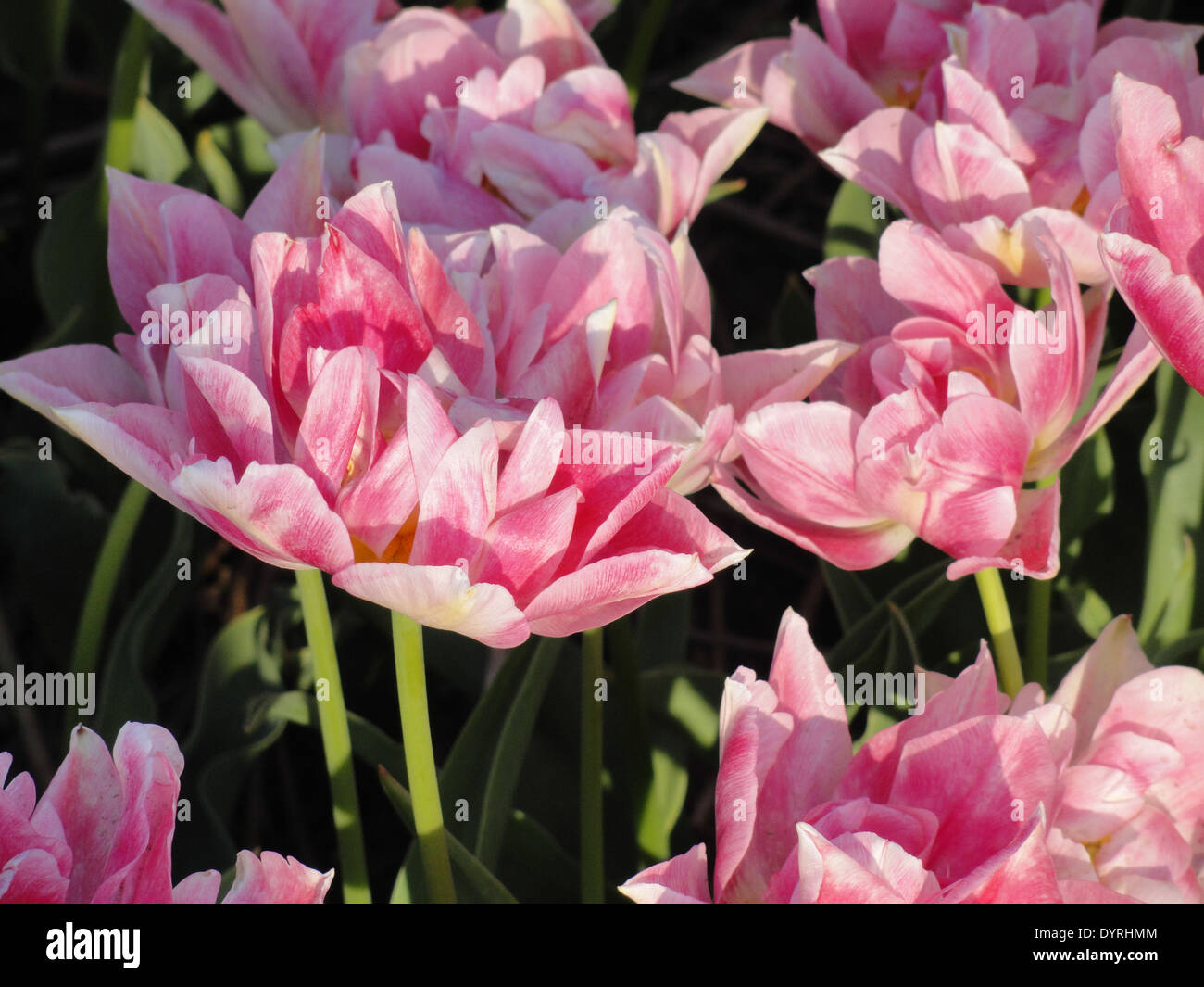 Tulpa High Resolution Stock Photography and Images - Alamy