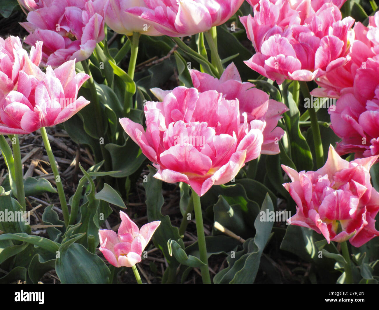 Tulpa hi-res stock photography and images - Alamy