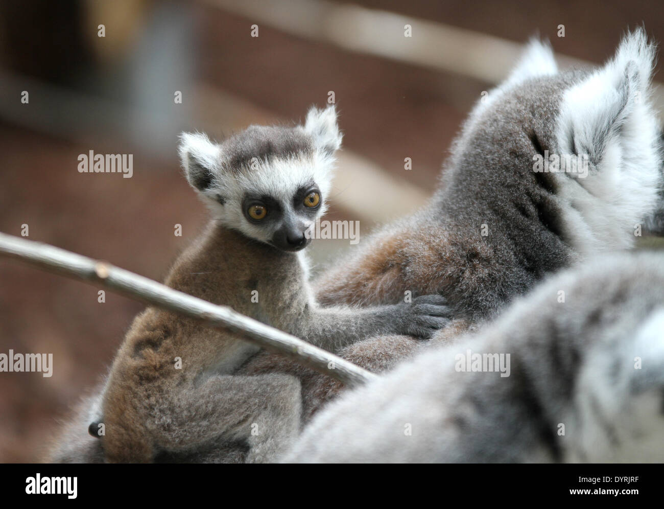 Baby katta monkey in the hellabrunn zoo in munich hi-res stock ...