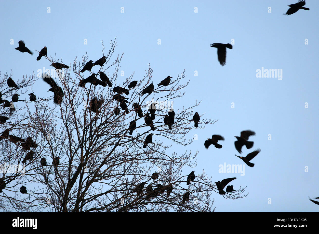 Crows in bridge hi-res stock photography and images - Alamy