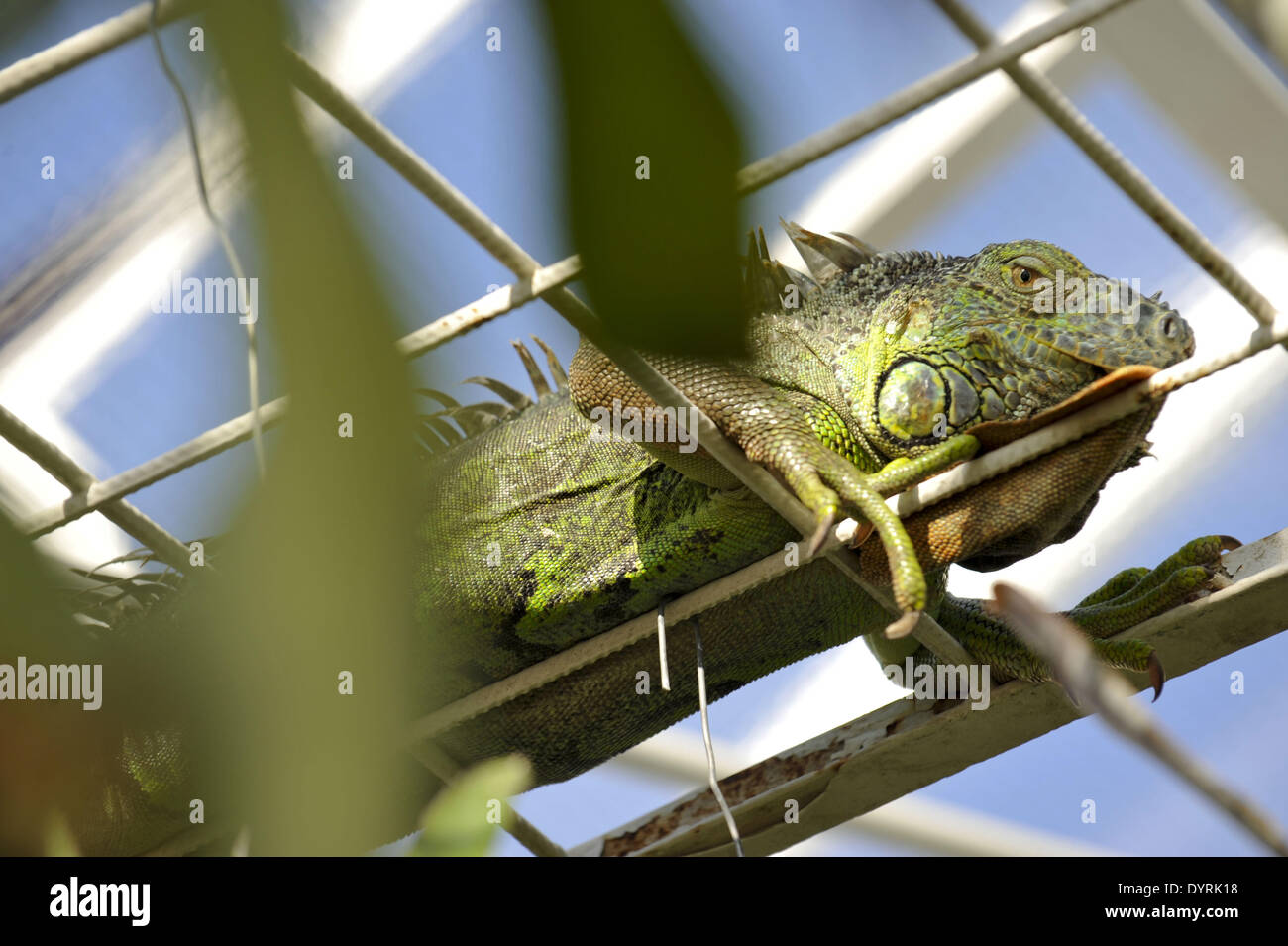 Iguana house hi-res stock photography and images - Alamy