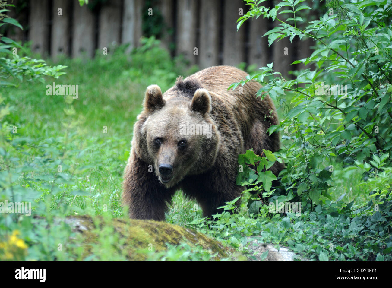 Brown bear in the Hellabrunn Zoo in Munich, 2012 Stock Photo - Alamy