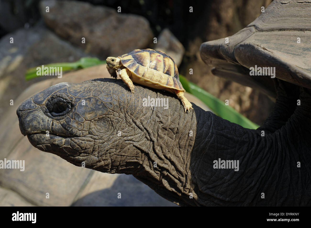 Egyptian tortoise hi-res stock photography and images - Alamy