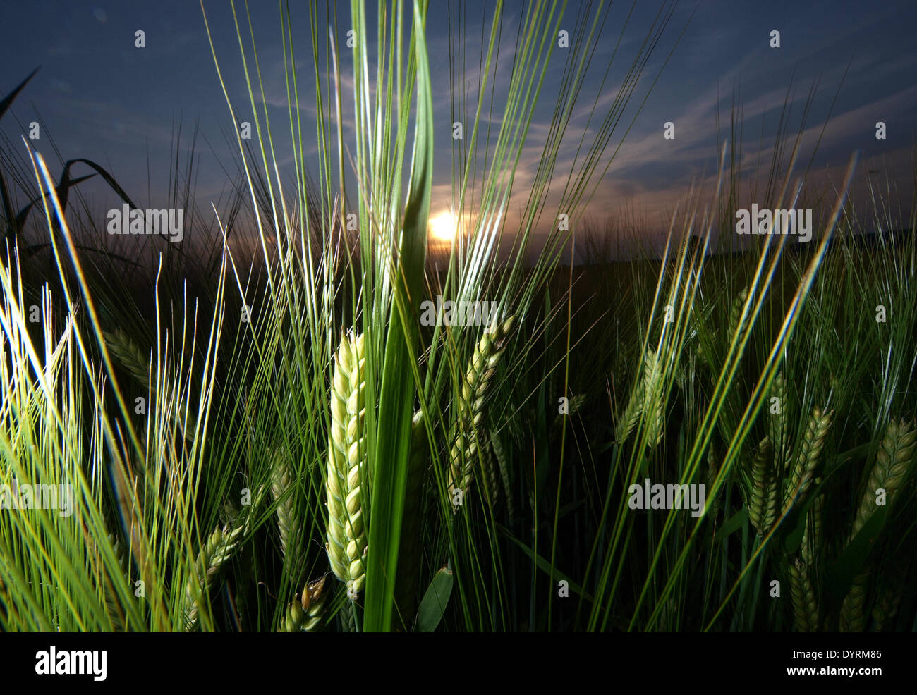 Wheat field 01 hi-res stock photography and images - Alamy