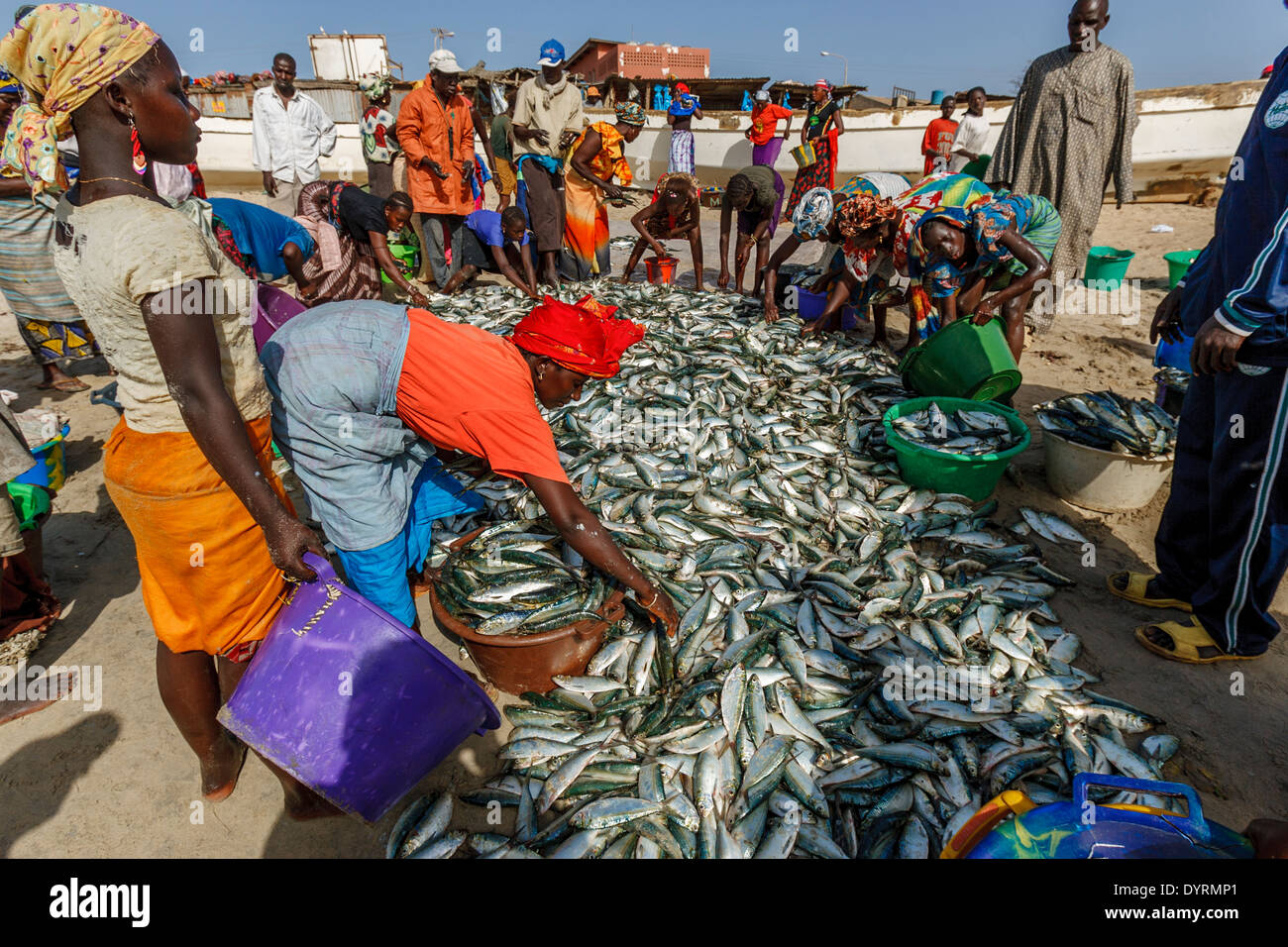 Local Women Sorting Fish, Tange Beach, The Gambia, West Africa Stock ...