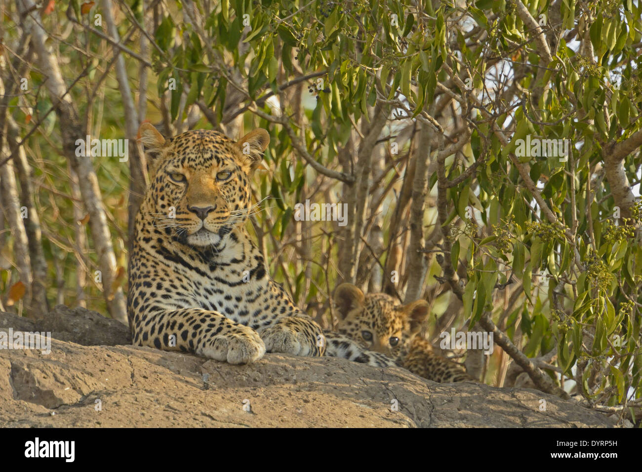 African leopard and cubs hi-res stock photography and images - Alamy