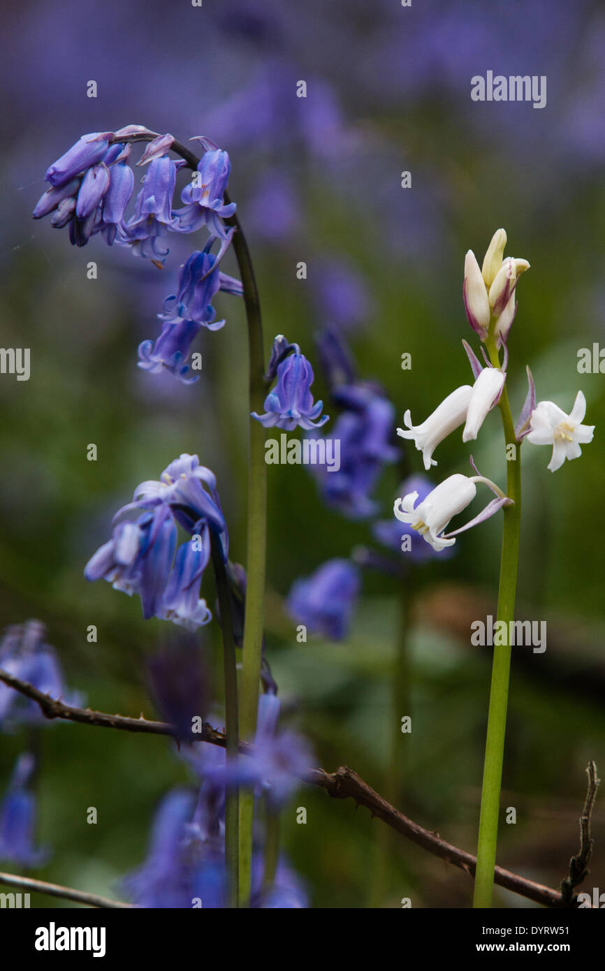 Aberystwyth, Wales, UK. 25th April 2014. A rare British White Bluebell ...