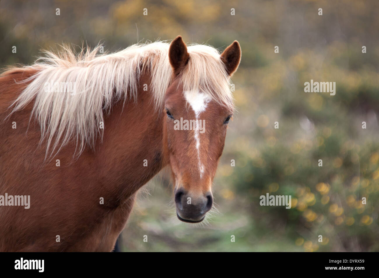 Chestnut pony hi-res stock photography and images - Alamy