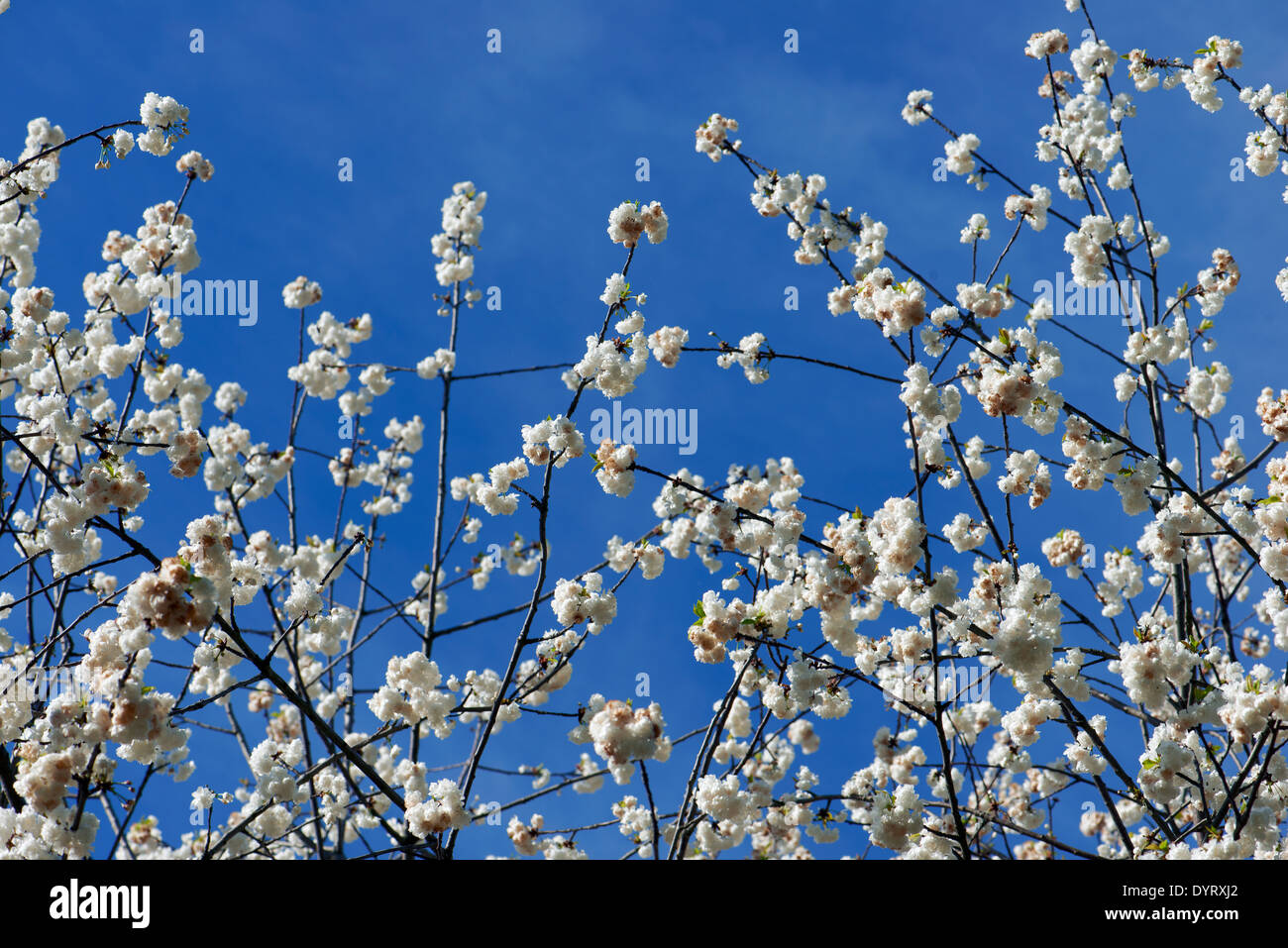 Cherry plum flowers in spring Stock Photo - Alamy