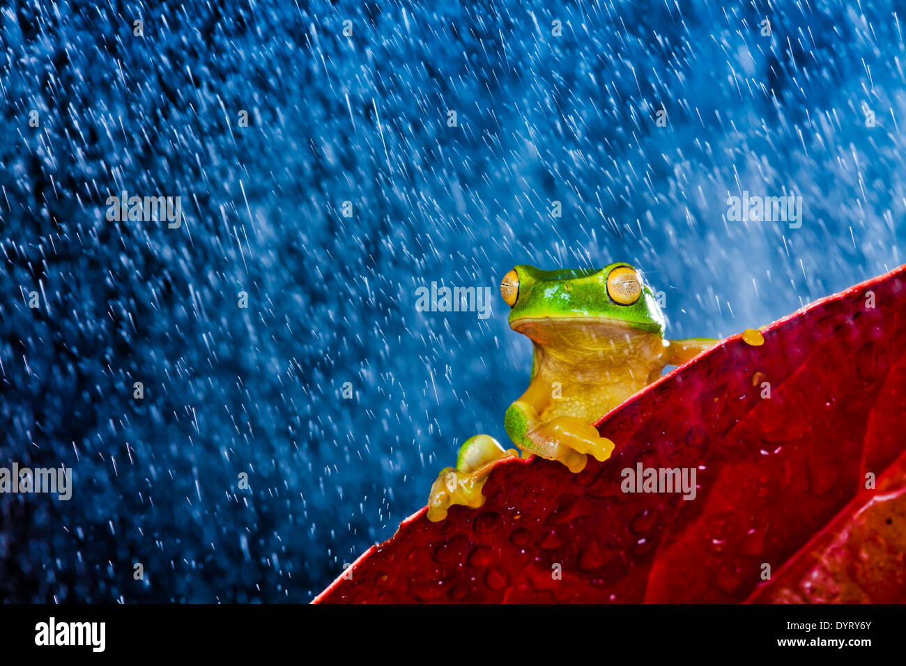 Charming treefrog hi-res stock photography and images - Alamy