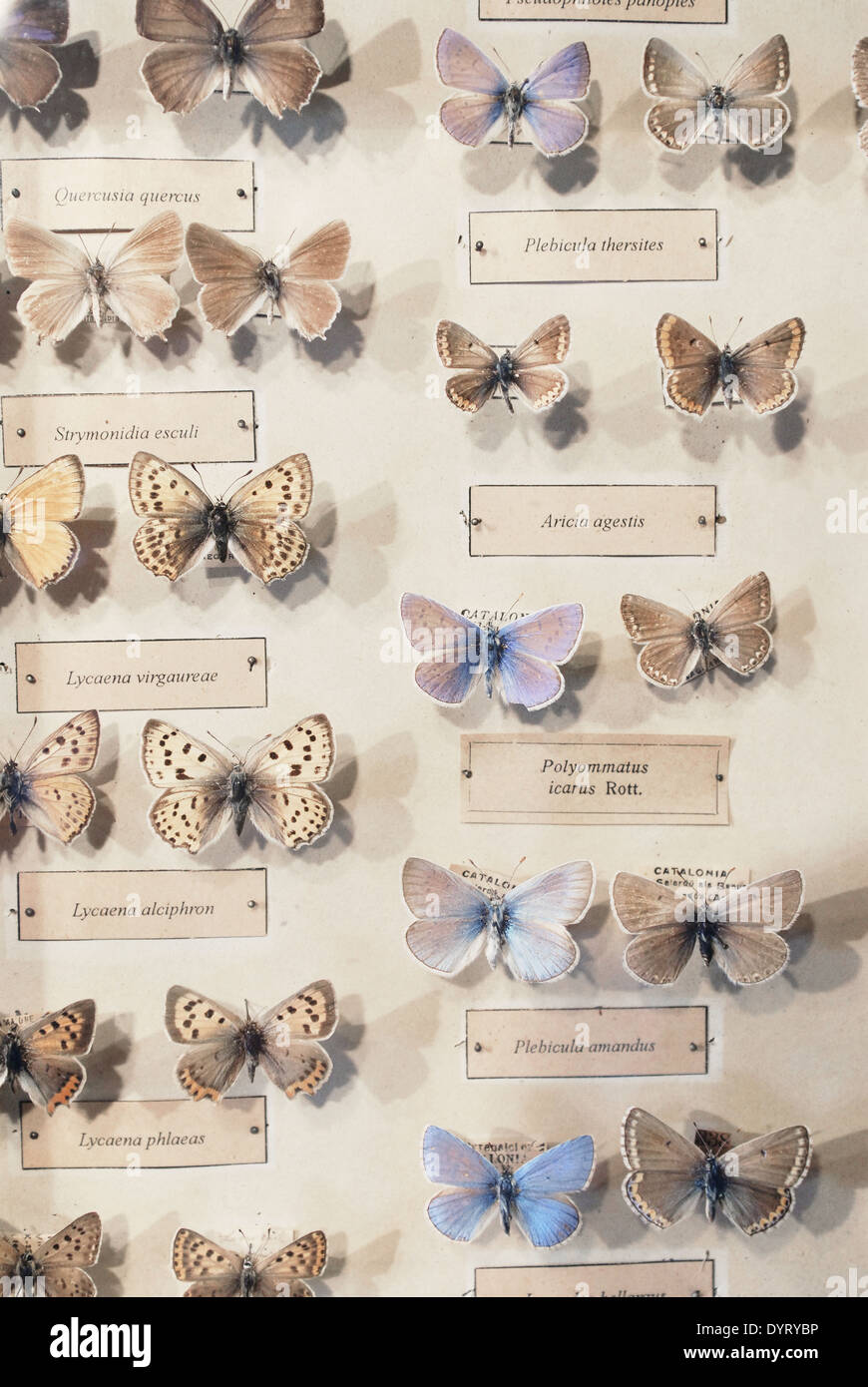 collection of butterfly specimen Stock Photo - Alamy