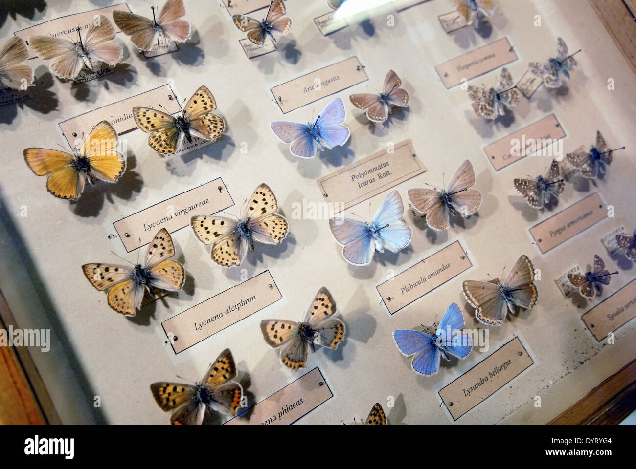Butterfly collection hi-res stock photography and images - Alamy