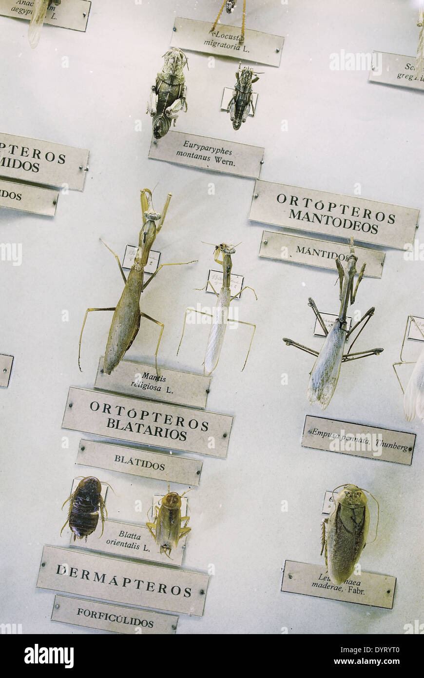 collection of insect specimen Stock Photo - Alamy