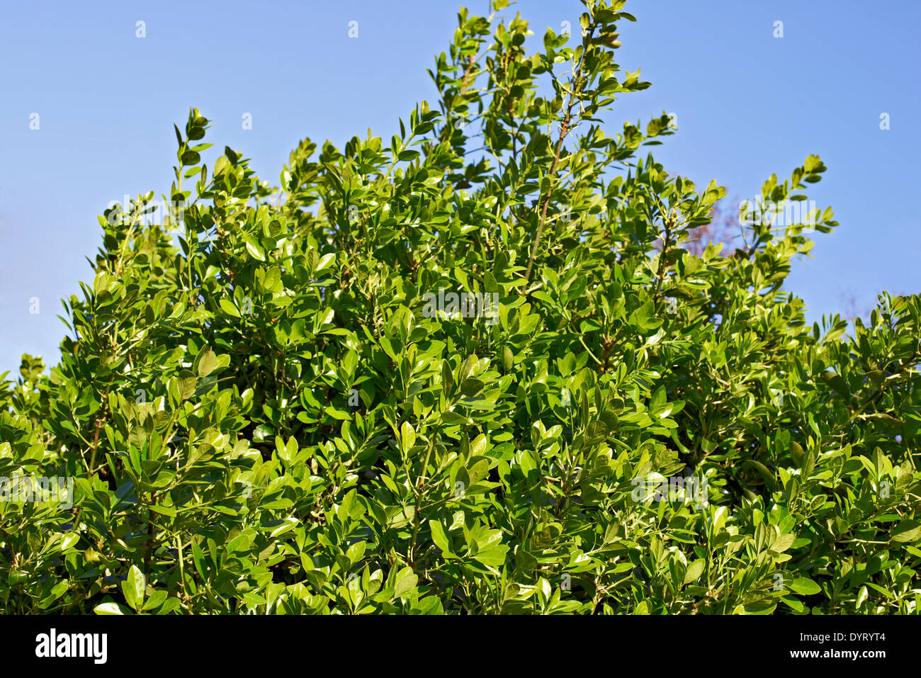 Boxwood Wood High Resolution Stock Photography and Images - Alamy