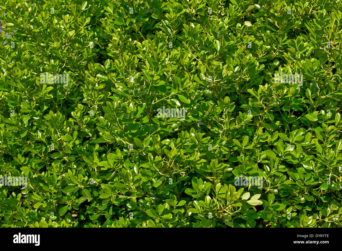 Boxwood Wood High Resolution Stock Photography and Images - Alamy
