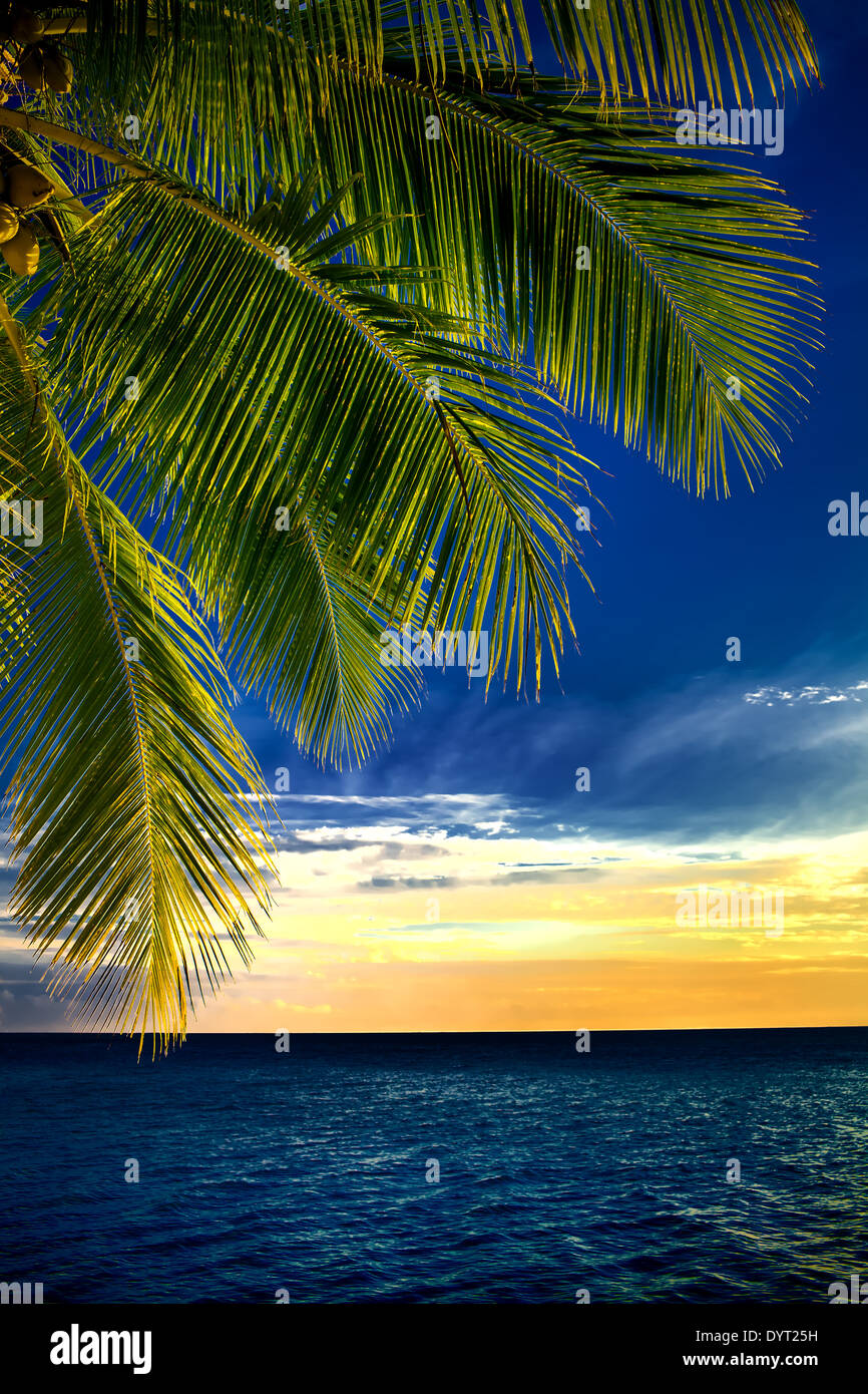 Palm tree leaves hi-res stock photography and images - Alamy