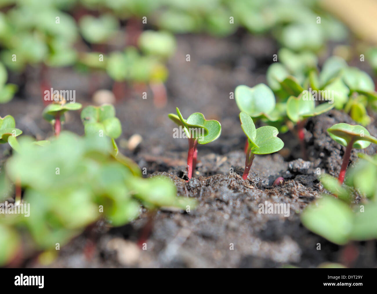 close on a radish sprout in a vegetable garden Stock Photo - Alamy
