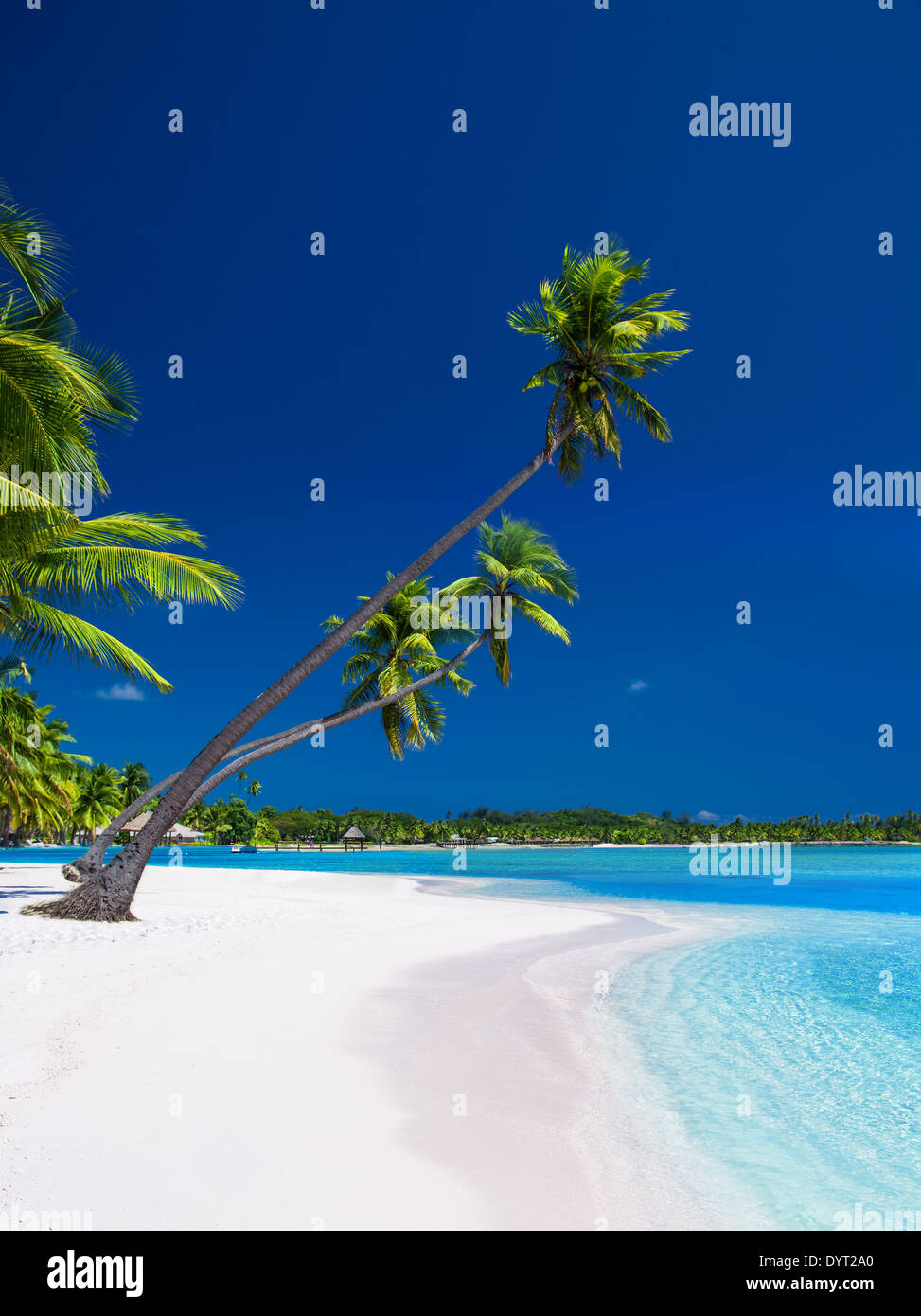 Coconut palm over blue hi-res stock photography and images - Alamy
