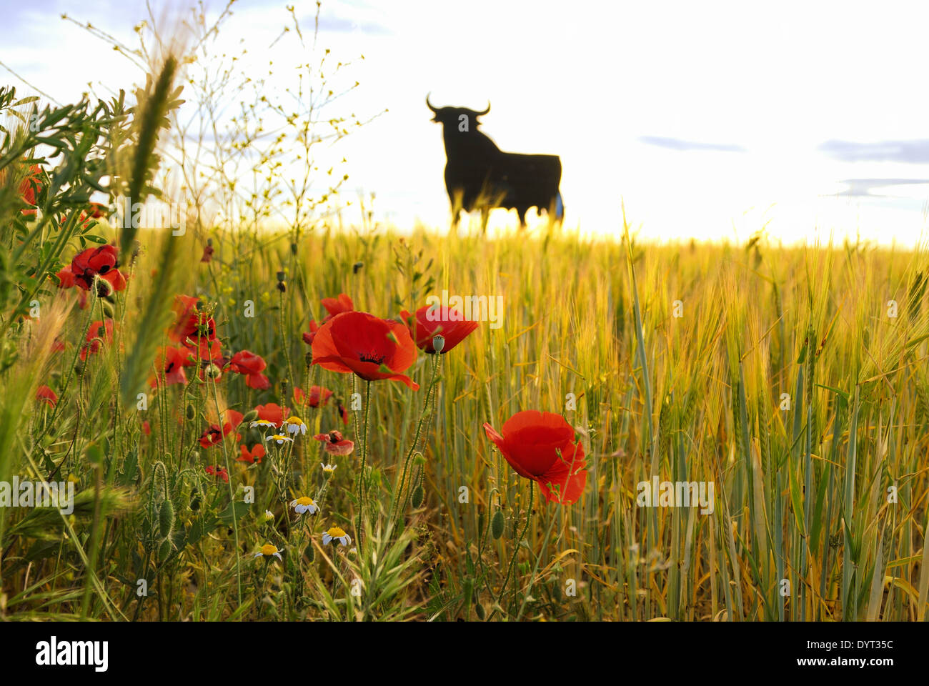 bull road sign dominating the spanish roads as an unofficial symbol ...
