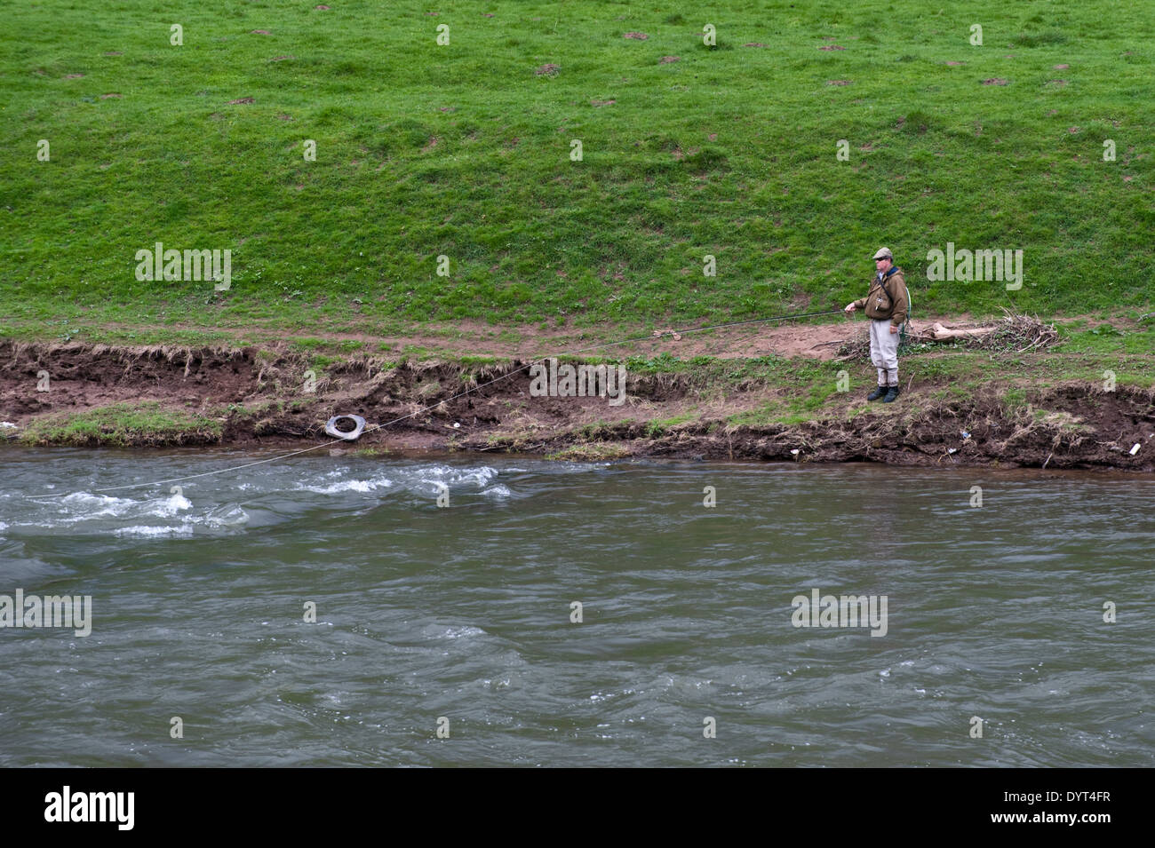 Angler fly fishing for salmon from the riverbank on River Wye ...