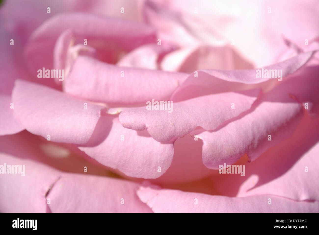 Detail of rose hi-res stock photography and images - Alamy