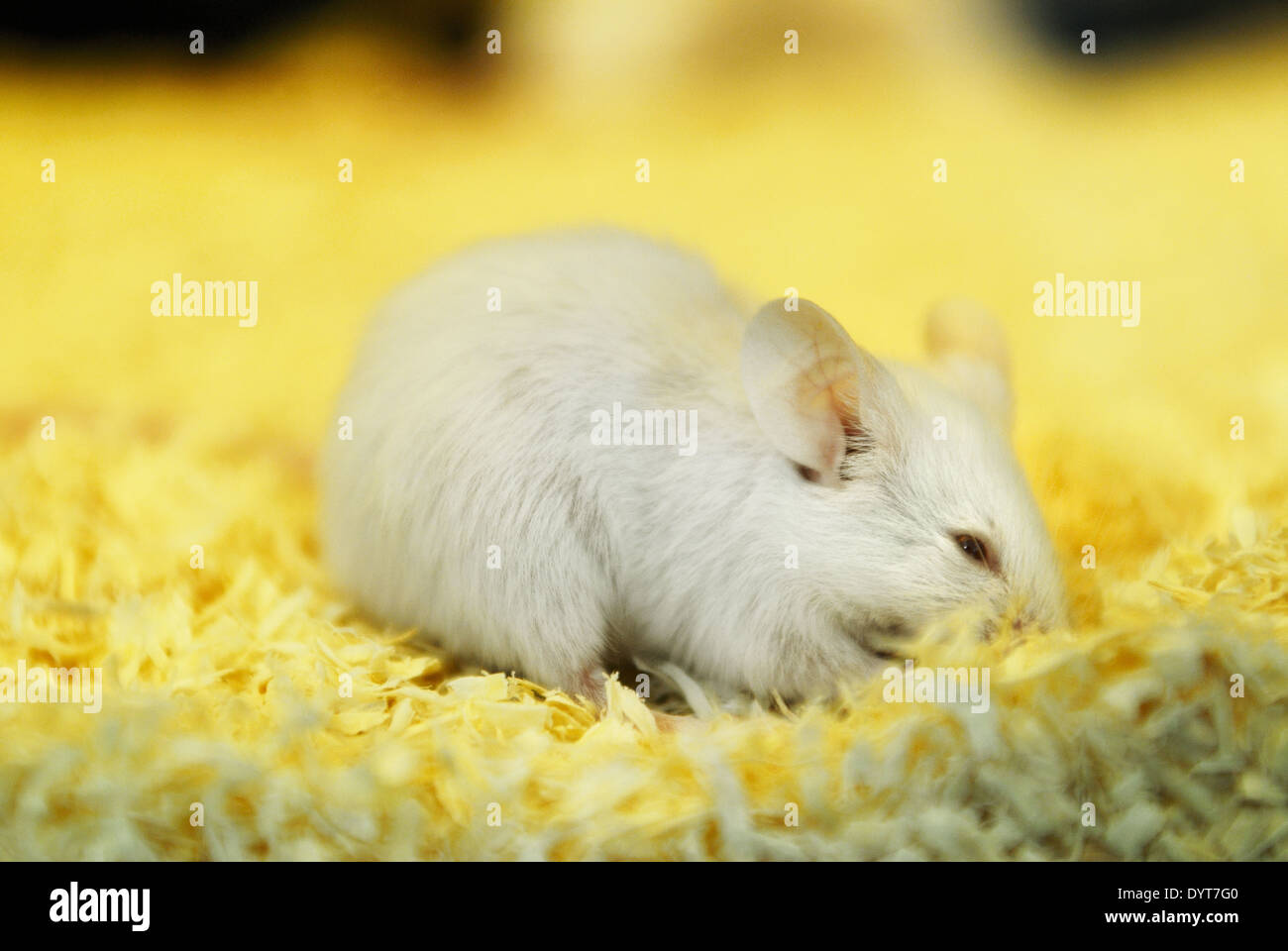 Lab mouse hi-res stock photography and images - Alamy