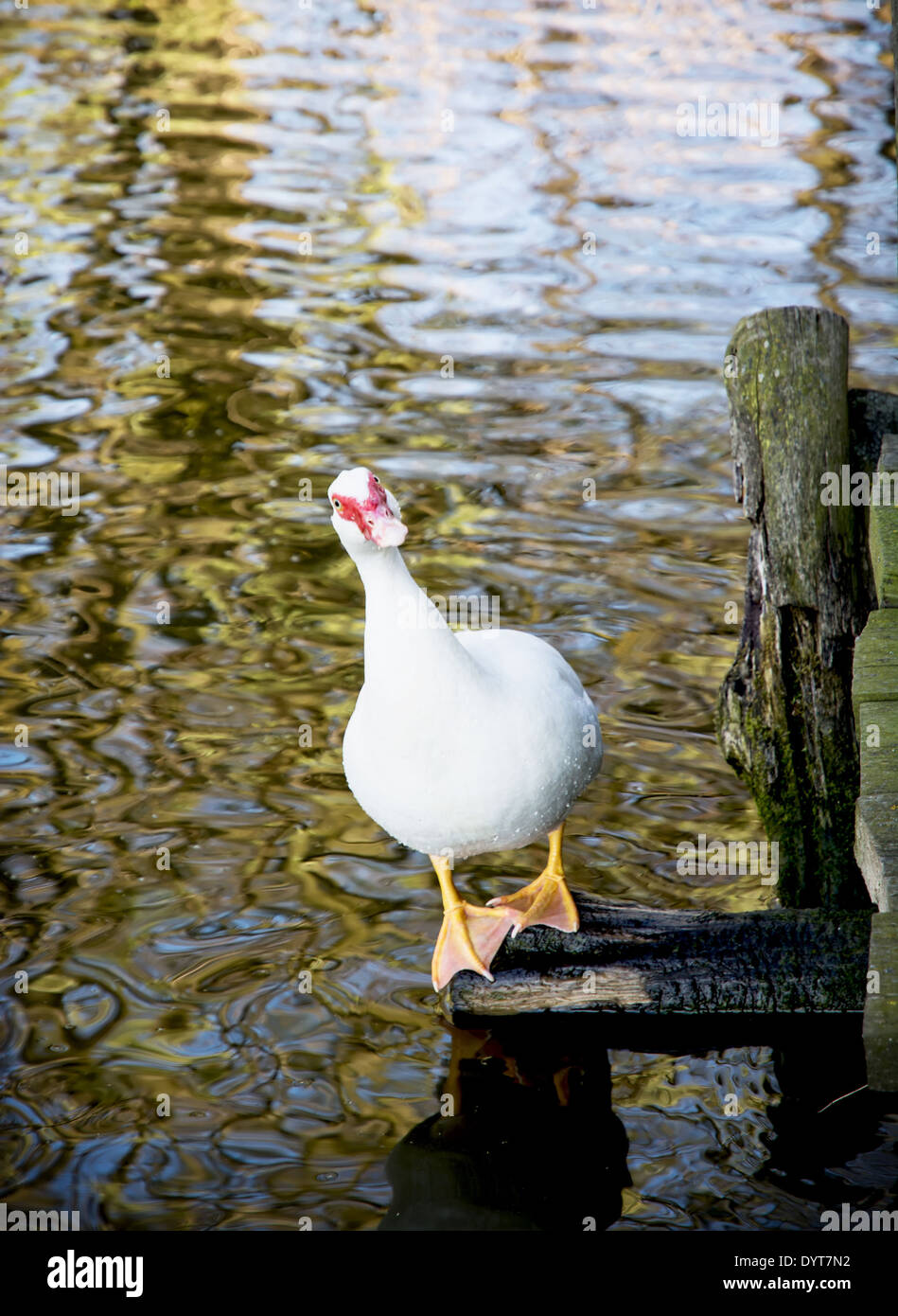 White muscovy duck (Cairina moschata) looking at camera. Humorous photo ...