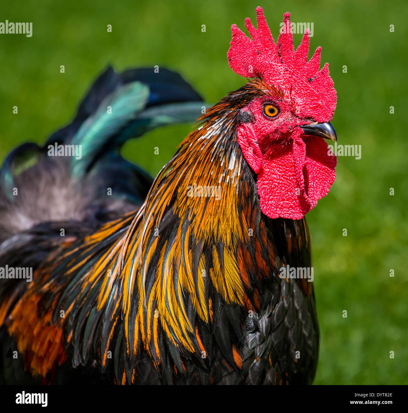 Cockerell hi-res stock photography and images - Alamy