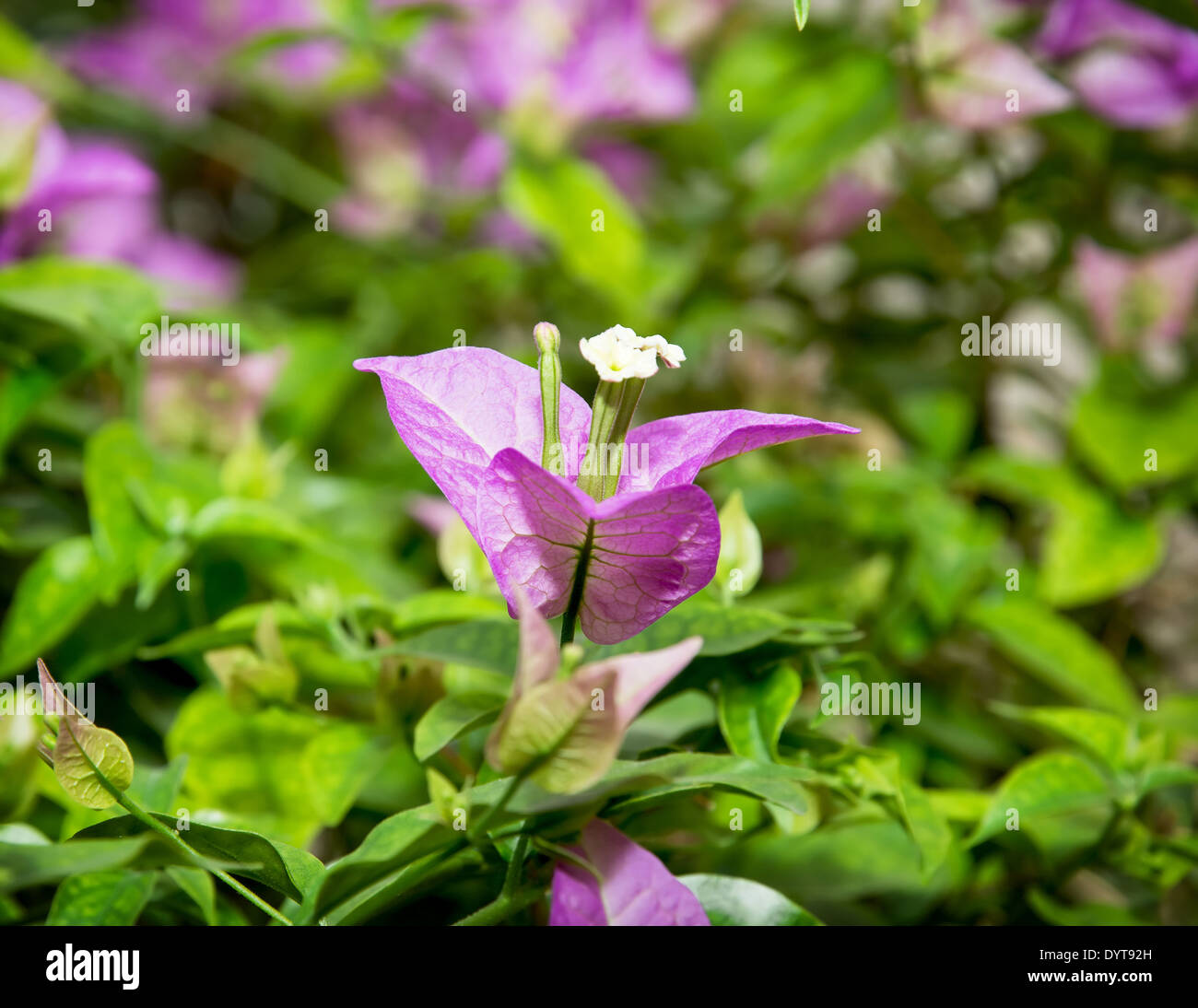 Purple flowers of bougainvillea plant in a spring garden Stock Photo ...