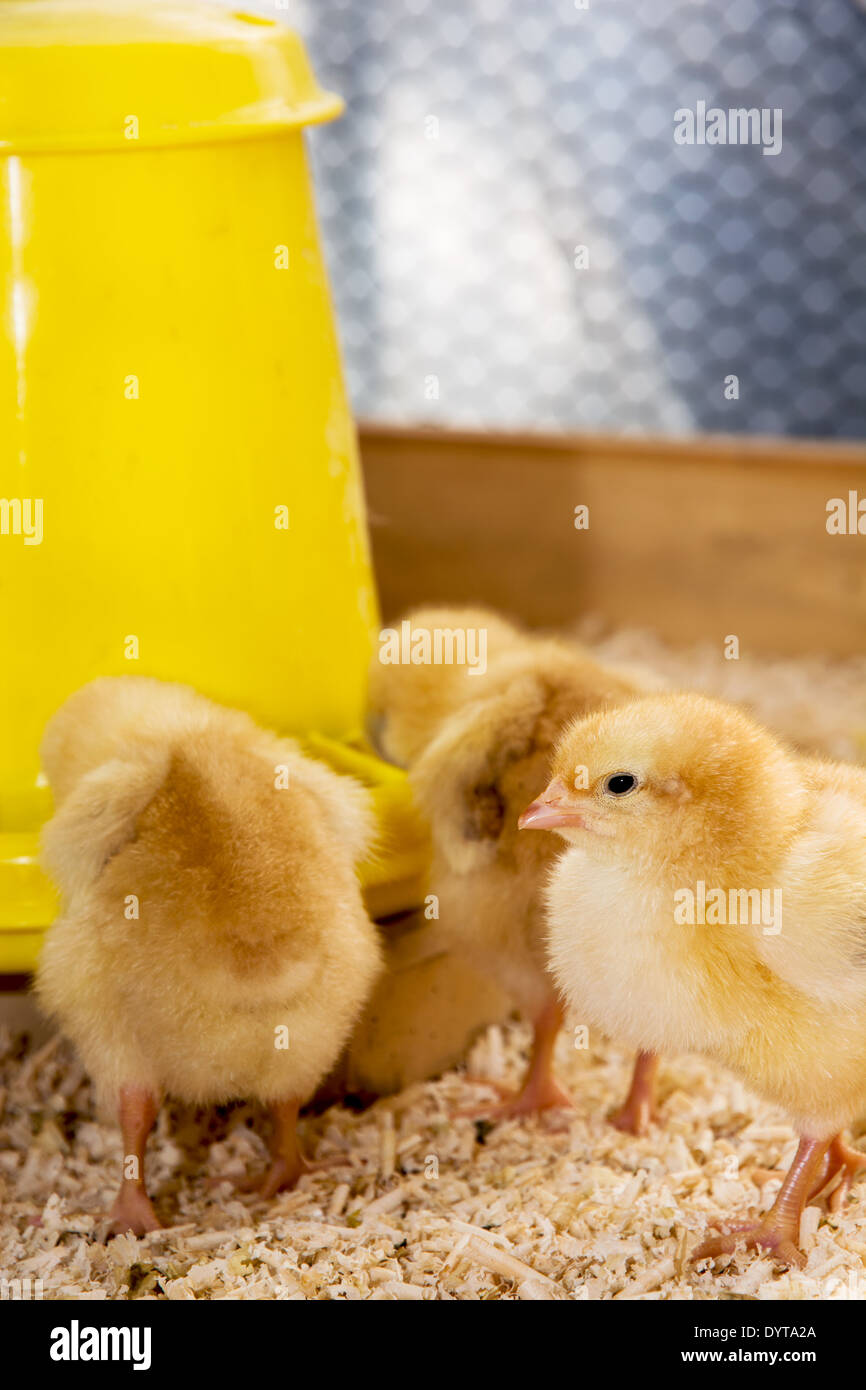 Chickens are fed. Poultry farming Stock Photo - Alamy
