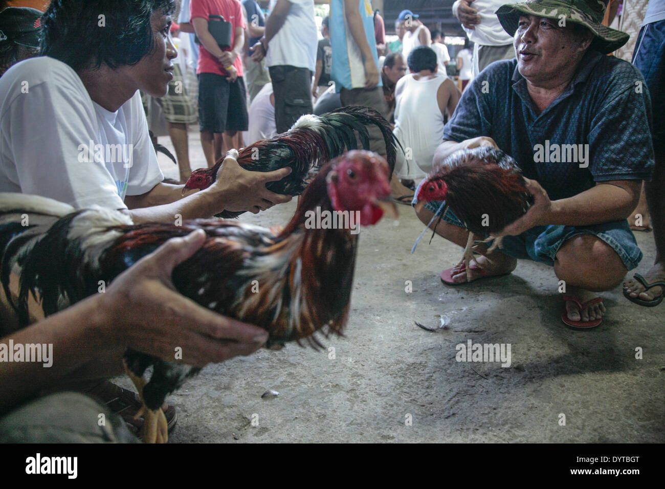 Roosters hi-res stock photography and images - Alamy