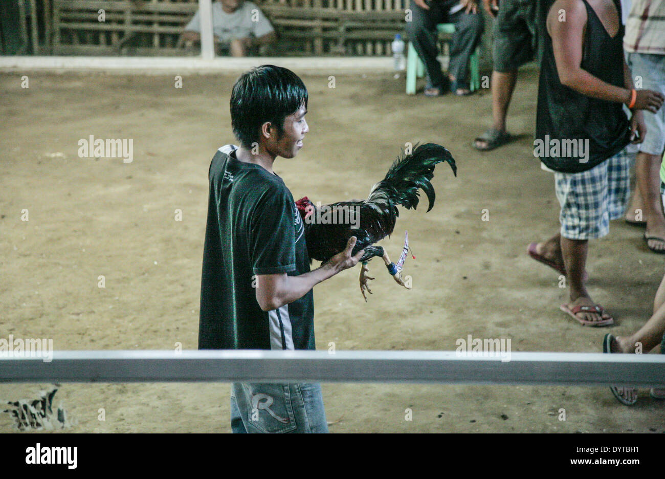 Philippino show their roosters before cockfight in Bohol Island Stock ...