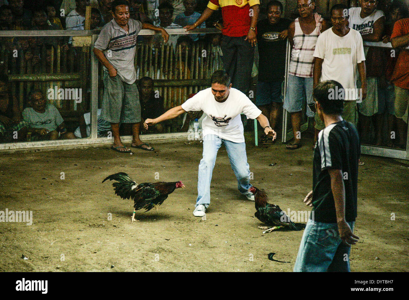 Philippino watch two roosters fight each other in Bohol Island Stock ...