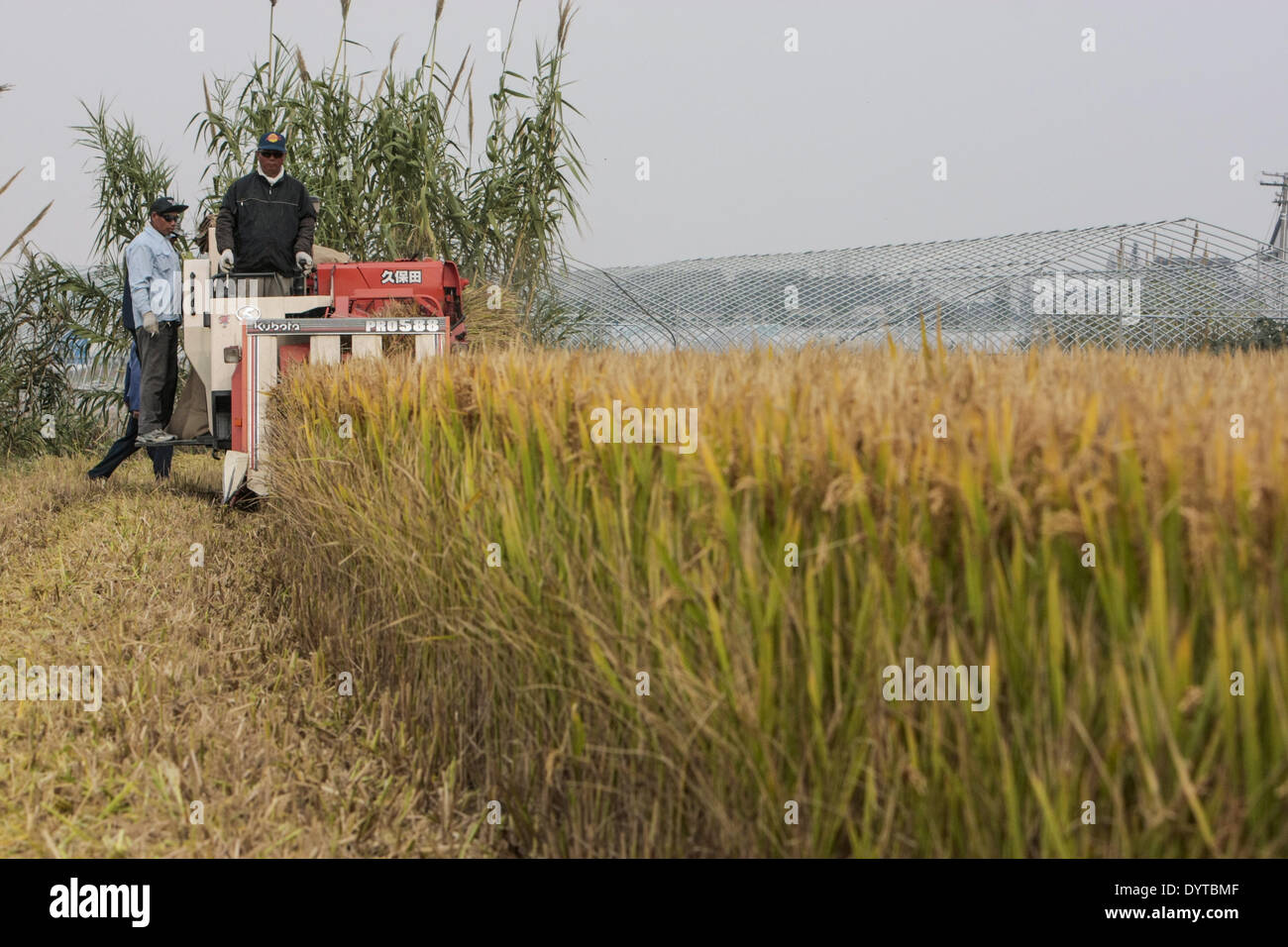Rice harvesting process hi-res stock photography and images - Alamy