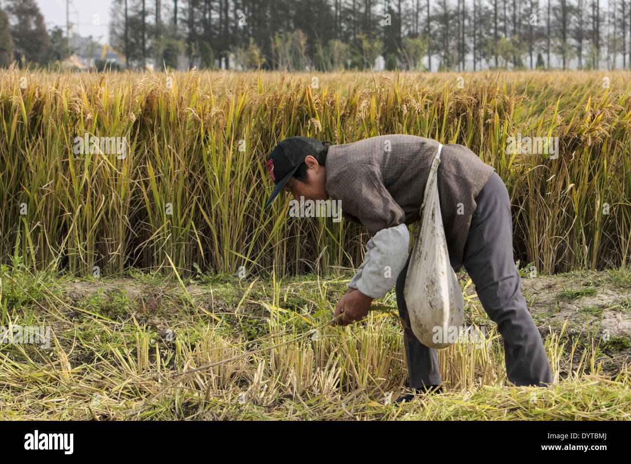 Farmers harvest rice at a rice field Stock Photo - Alamy