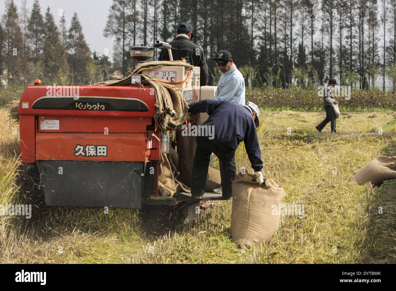 Farmers harvest rice at a rice field Stock Photo - Alamy
