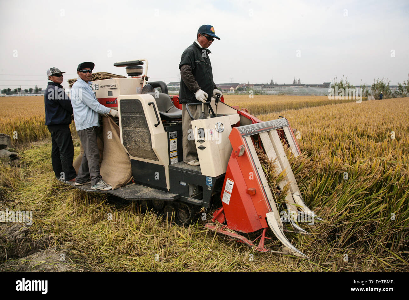 Farmers harvest rice at a rice field Stock Photo - Alamy