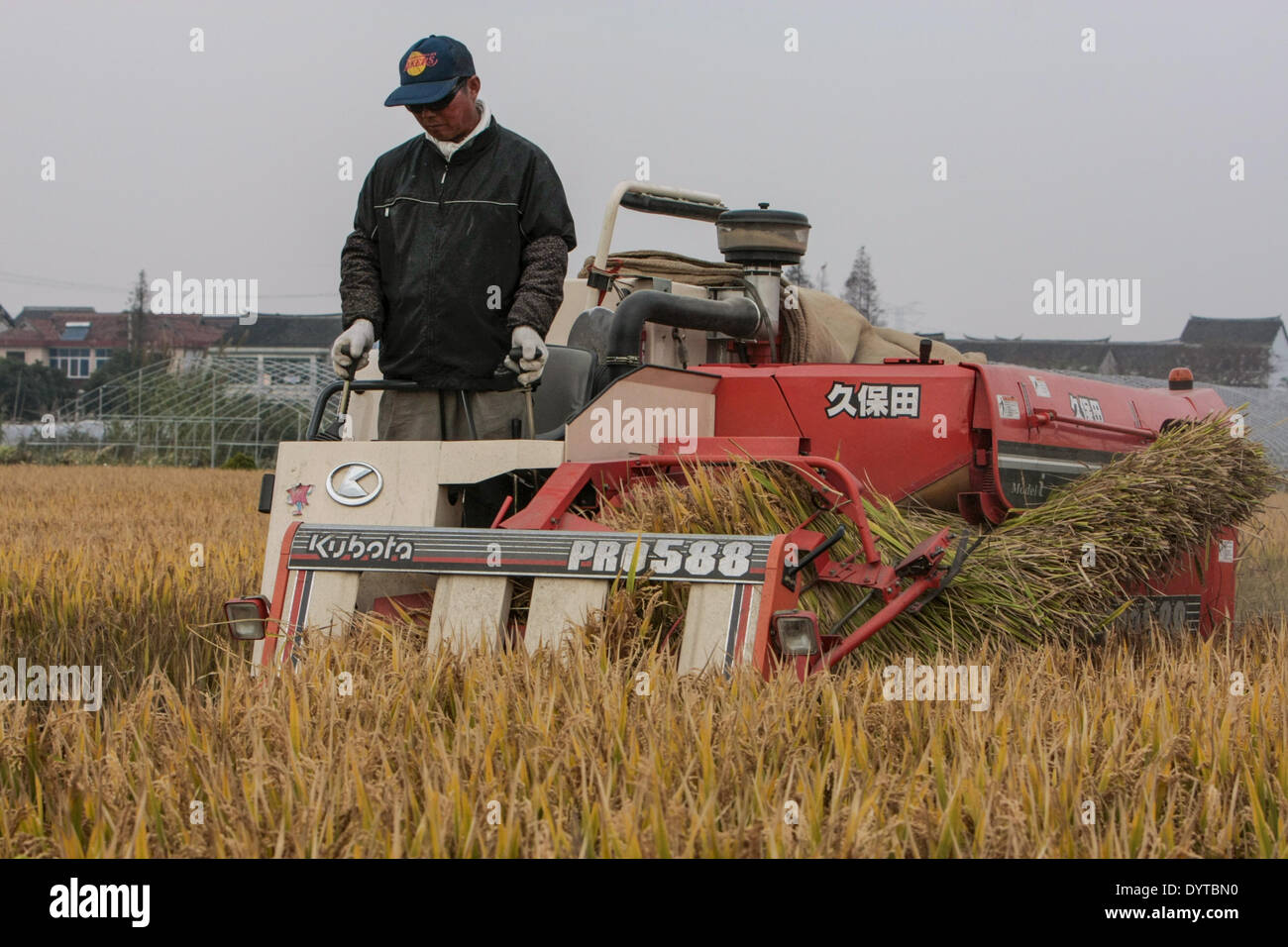 Farmers harvest rice at a rice field Stock Photo - Alamy
