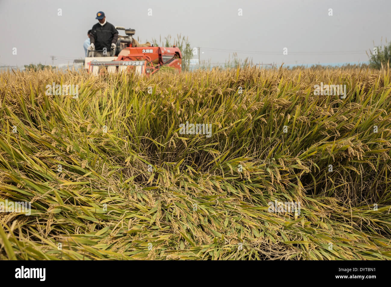Farmers harvest rice at a rice field Stock Photo - Alamy