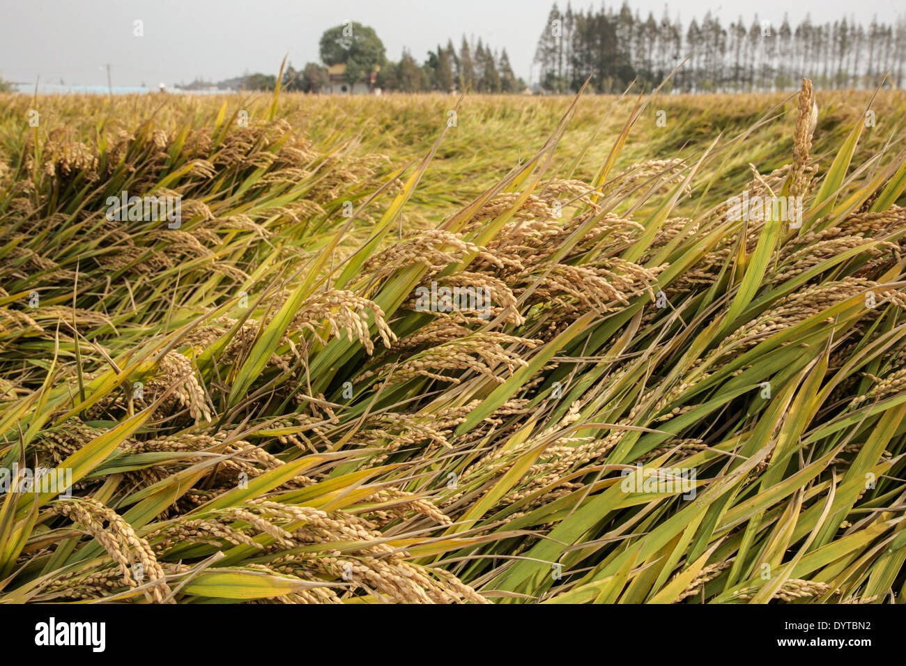 A rice field in Shanghai Stock Photo - Alamy